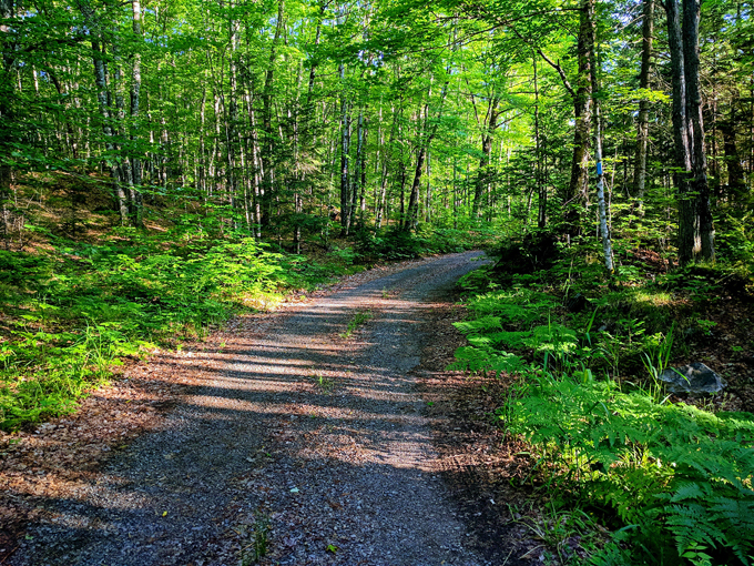 craig lake state park 7