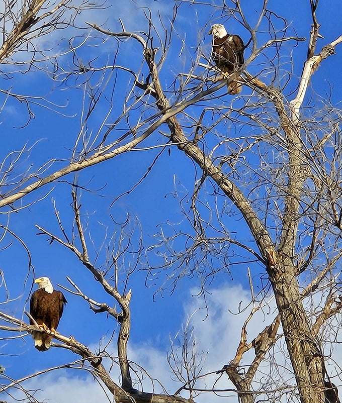 dead horse ranch state park 6
