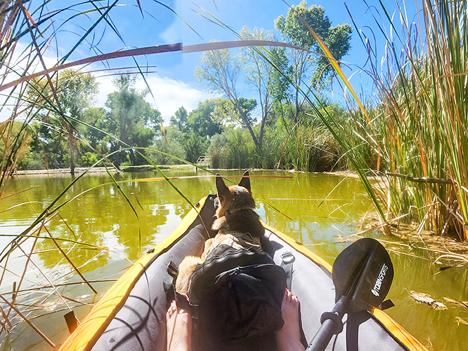 dead horse ranch state park 7