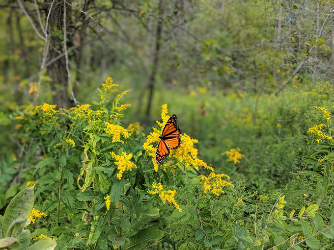 harrington beach state park 9
