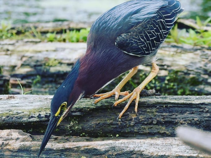 horicon marsh state wildlife area 2