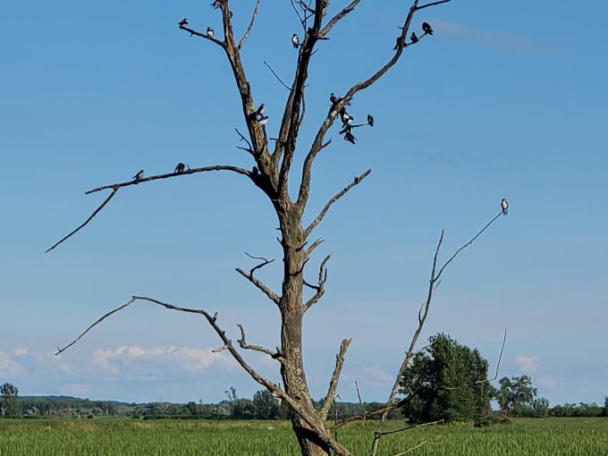 horicon marsh state wildlife area 8