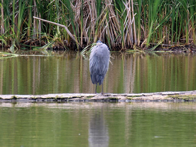 lake shetek state park 3