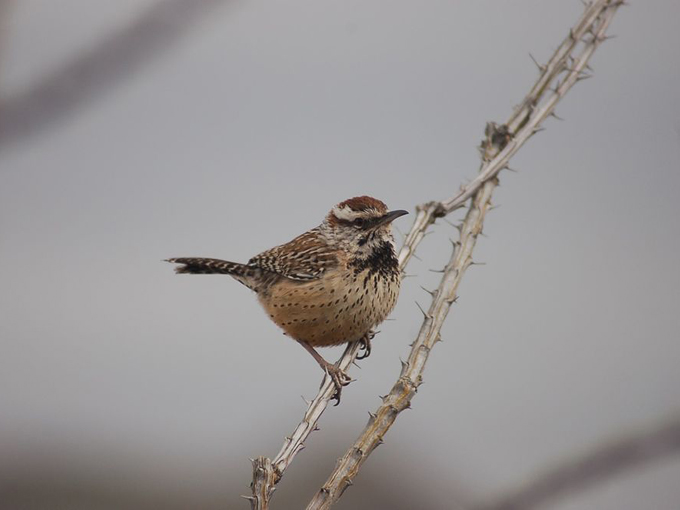 lost dutchman state park apache junction, az 6
