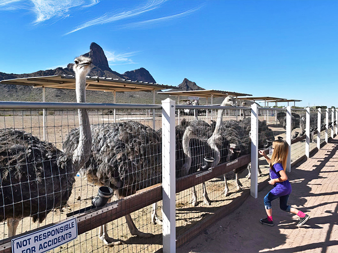 rooster cogburn ostrich ranch 1