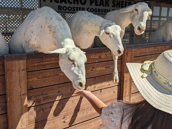 rooster cogburn ostrich ranch 2