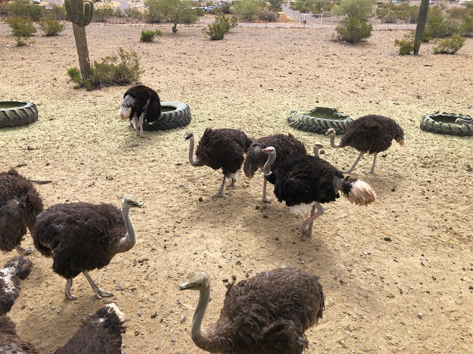 rooster cogburn ostrich ranch 3
