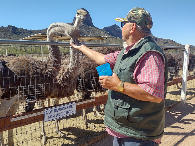 rooster cogburn ostrich ranch 4