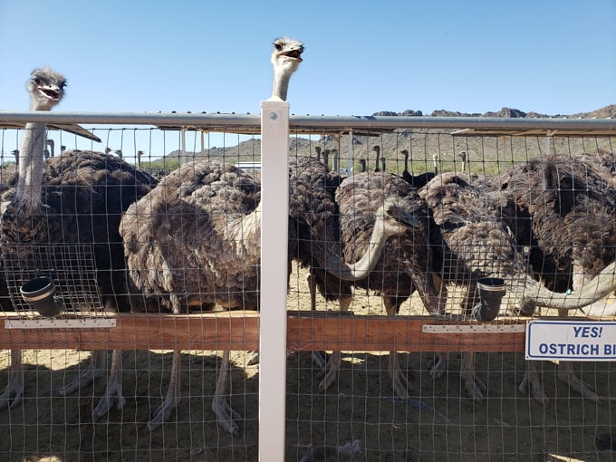 rooster cogburn ostrich ranch 4