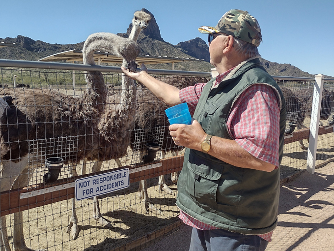 rooster cogburn ostrich ranch 5