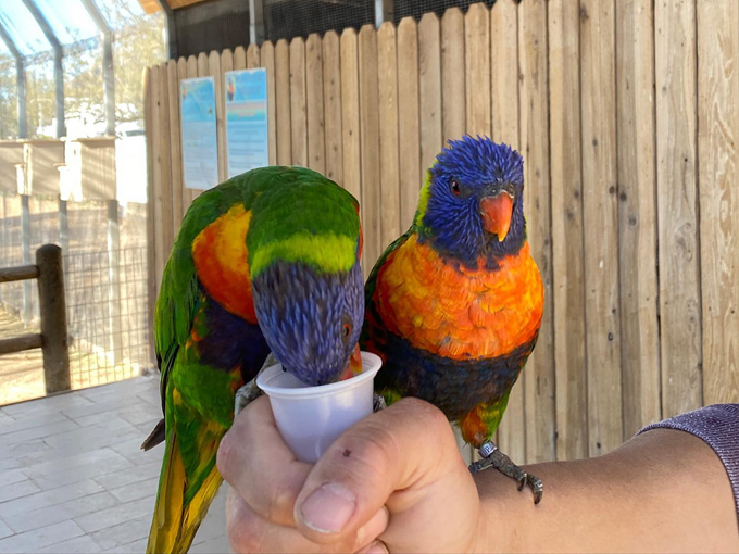 rooster cogburn ostrich ranch 6