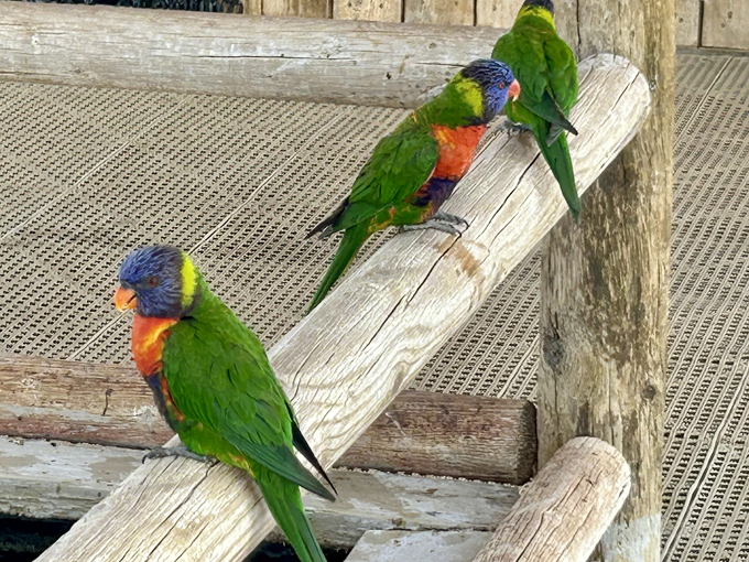 rooster cogburn ostrich ranch 6