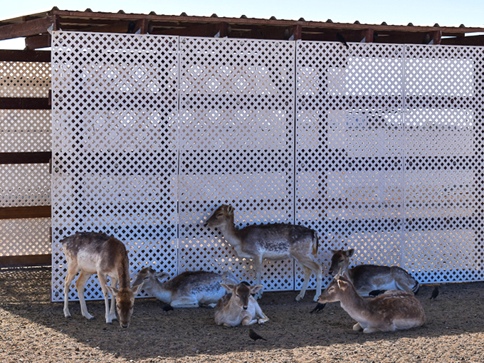 rooster cogburn ostrich ranch 7