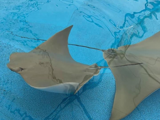 rooster cogburn ostrich ranch 9