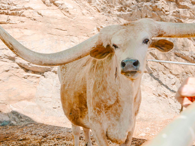 rustler&rsquo;s rooste 3