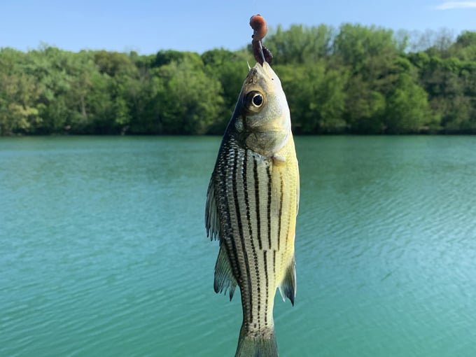 silver springs state fish and wildlife area 5