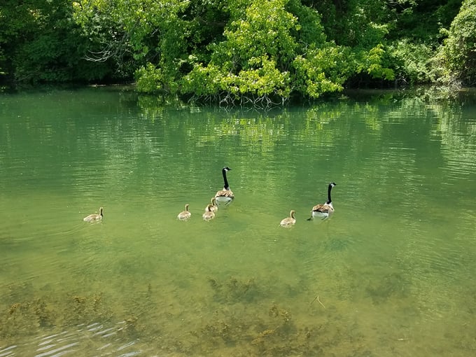 silver springs state fish and wildlife area 9