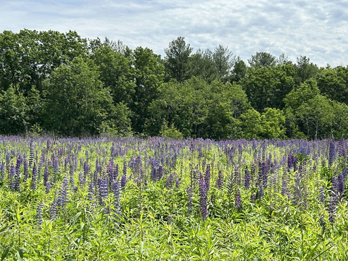 stephens falls trail 7
