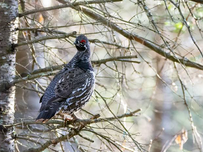 the mountain fire lookout tower 6
