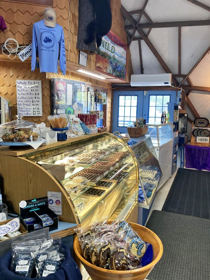 wild blueberry land 4