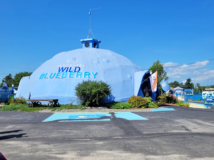 wild blueberry land 7