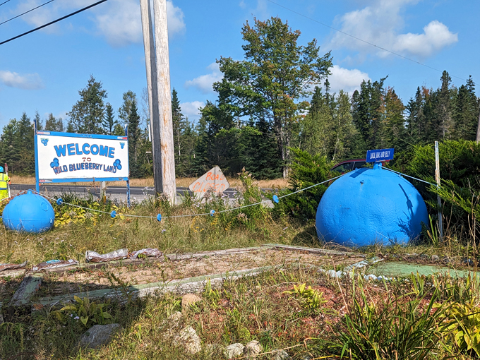 wild blueberry land 8