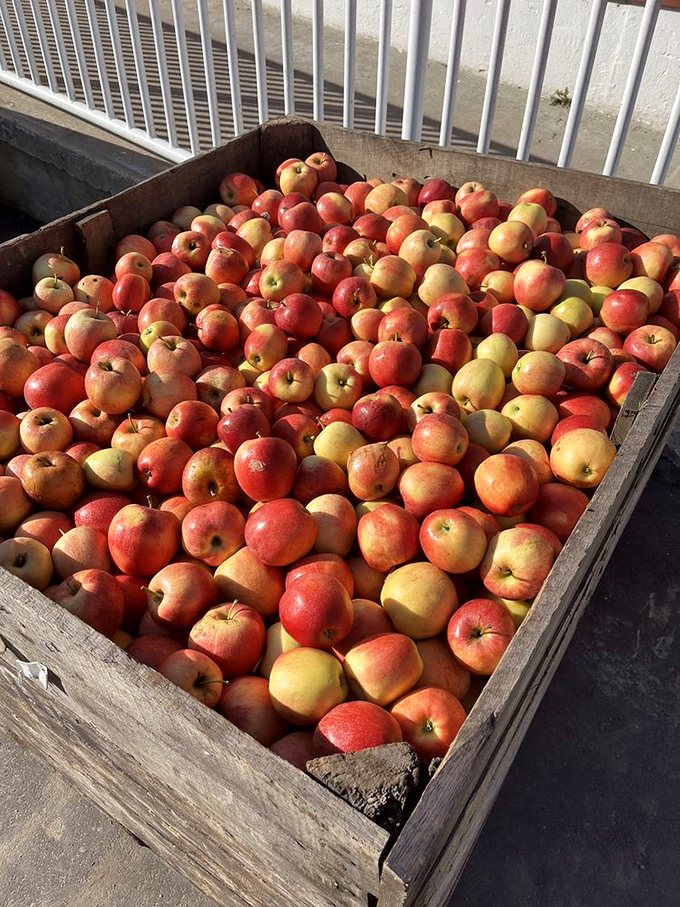 yates cider mill 3