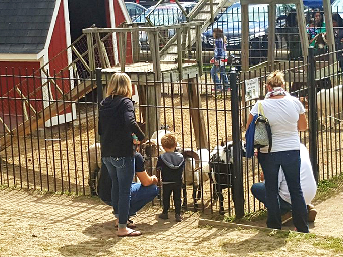 yates cider mill 7