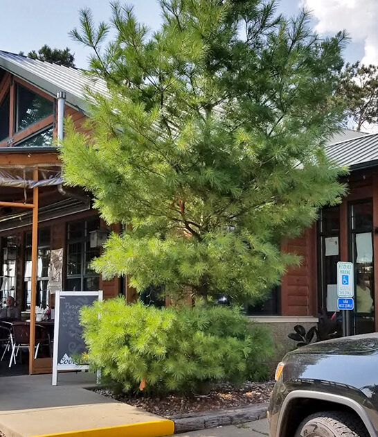 bar fish fry wisconsin ftr