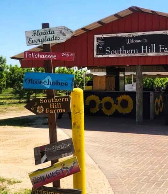 best cider donuts florida ftr