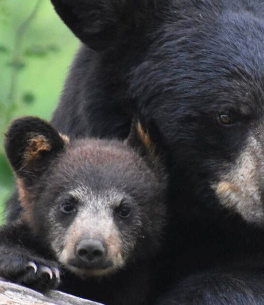 best wildlife sanctuary minnesota ftr