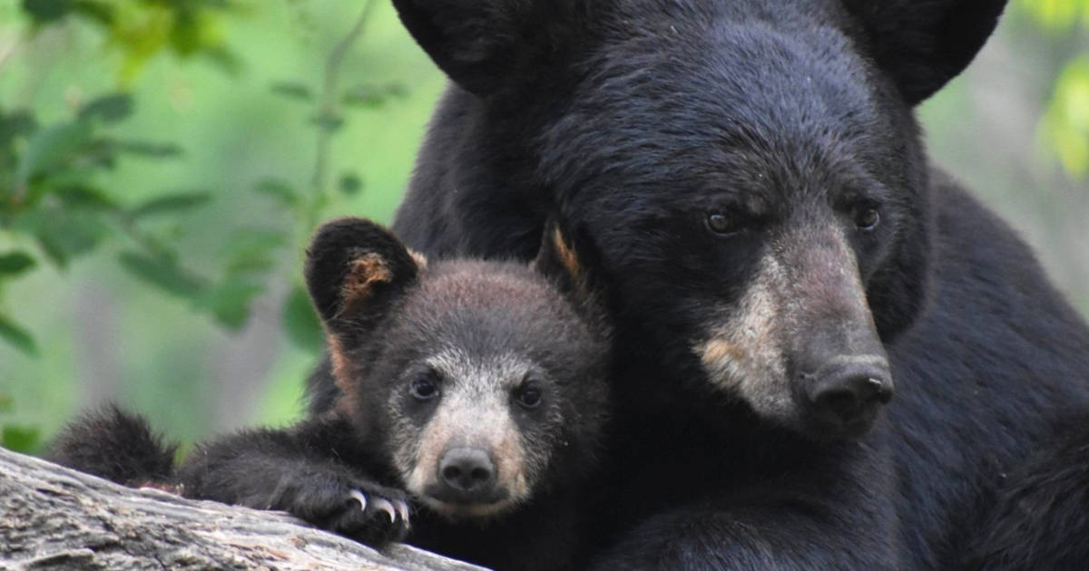 The Little-Known Wildlife Sanctuary In Minnesota Where You Can Observe ...