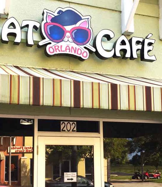cat themed cafe florida ftr