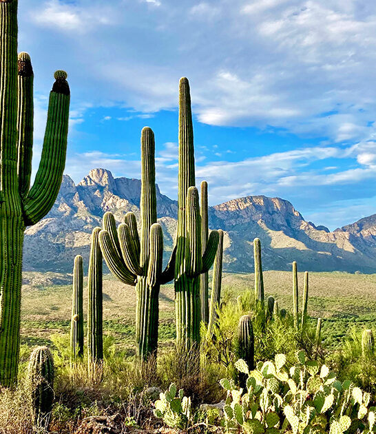 huge state park arizona ftr