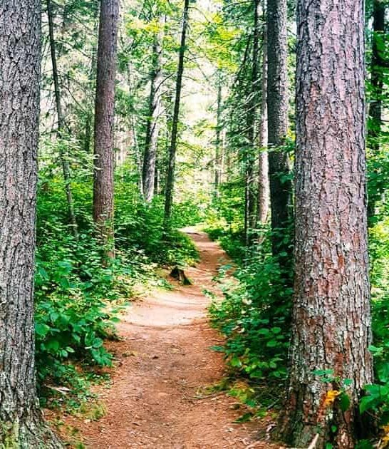 old growth forest minnesota ftr