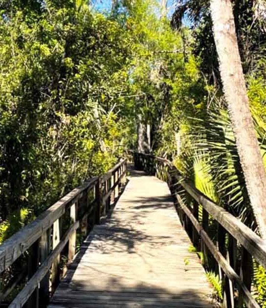 scenic boardwalk florida trail ftr