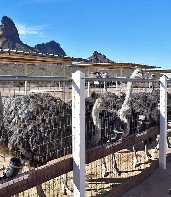unique ostrich ranch arizona ftr