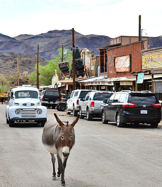 wild donkeys town arizona ftr