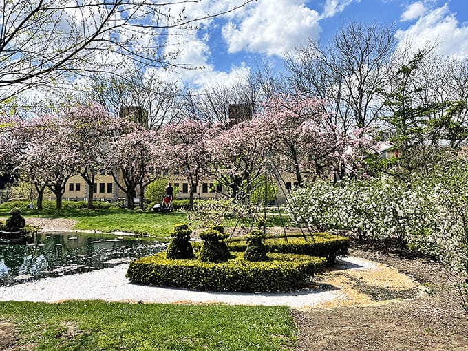 Cherry blossoms frame the meticulously shaped topiaries, creating a dreamy springtime tableau that would make even Monet jealous.