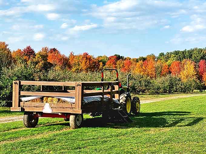 A tractor-pulled wagon waits patiently against nature's most spectacular backdrop &ndash; autumn trees showing off their fiery best at Brant's Apple Orchard.