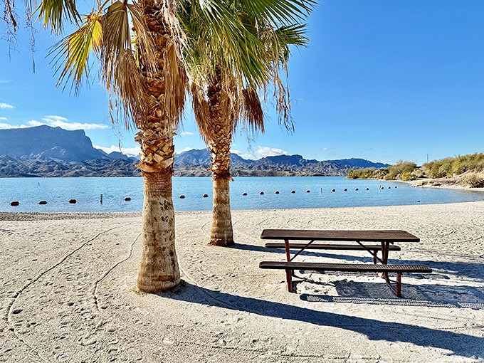 Palm trees frame a perfect beach day at Cattail Cove, where desert mountains create a dramatic backdrop for this unexpected Arizona oasis.