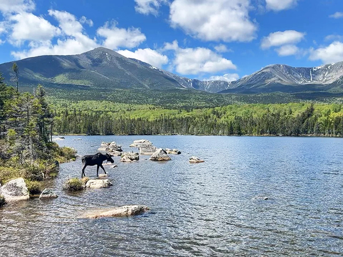 A moose stands on through the pristine waters of Chimney Pond, with Mount Katahdin creating a majestic backdrop that screams "Maine wilderness at its finest!"
