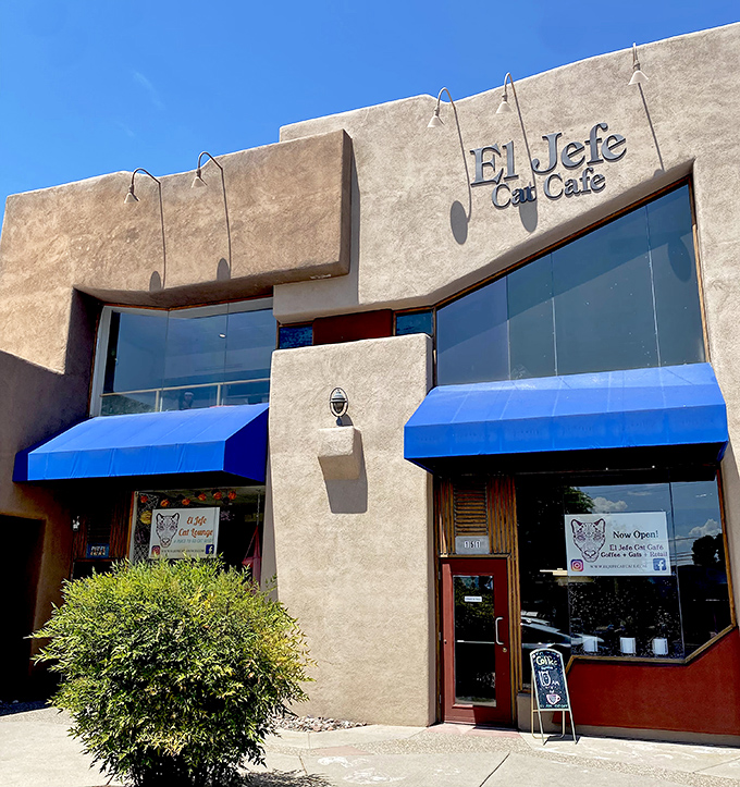 El Jefe Cat Cafe's adobe exterior with vibrant blue awnings stands out in Tucson like a desert oasis for feline enthusiasts.
