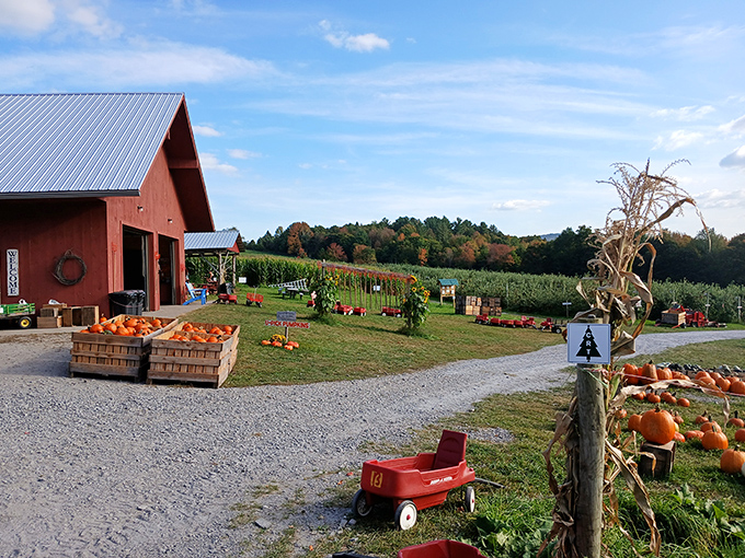The iconic red barn of Burtt's Apple Orchard stands proudly against Vermont's blue sky, surrounded by pumpkins and the promise of autumn adventures.