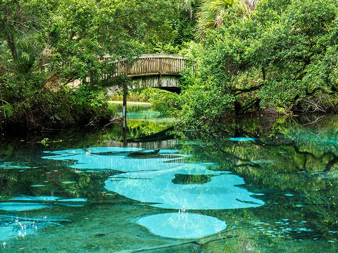 Nature's own infinity pool: Fern Hammock Springs shimmers like a jewel in Ocala National Forest, its waters impossibly clear against the lush greenery.
