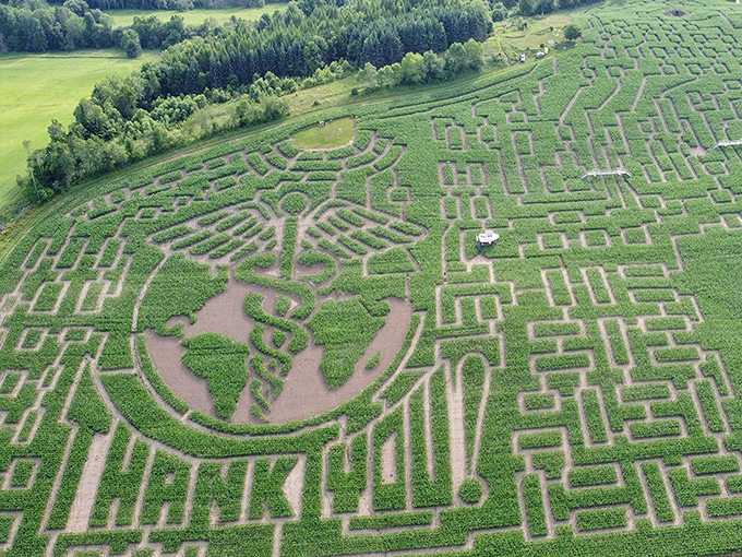 The Great Vermont Corn Maze sprawls across 24 acres of farmland, creating intricate patterns that look deceptively simple from above but become mind-bogglingly complex at ground level.