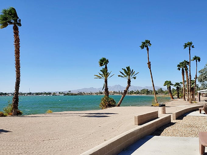 Palm trees swaying against azure waters at Lake Havasu State Park, Mother Nature's perfect punchline to Arizona's desert reputation.