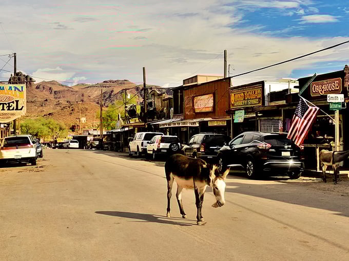 Main Street showdown: A burro claims its territory on Oatman's historic thoroughfare, while shops and visitors wait patiently for the fuzzy traffic controller.