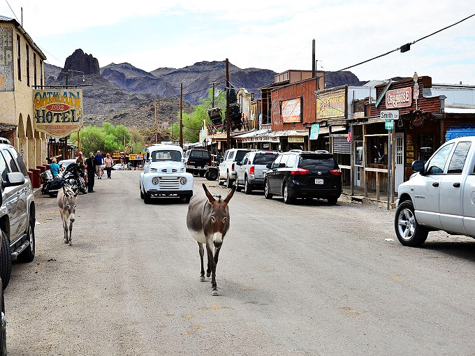 Main Street showdown: Wild burros own the road in Oatman, where traffic yields to these fuzzy four-legged locals with attitude.
