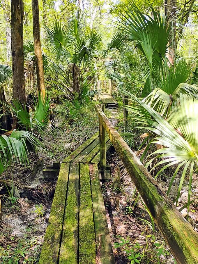 Rice Creek Conservation Area sprawls across 5,000 acres of protected wilderness, offering the kind of authentic Florida experience that doesn't come with a gift shop.